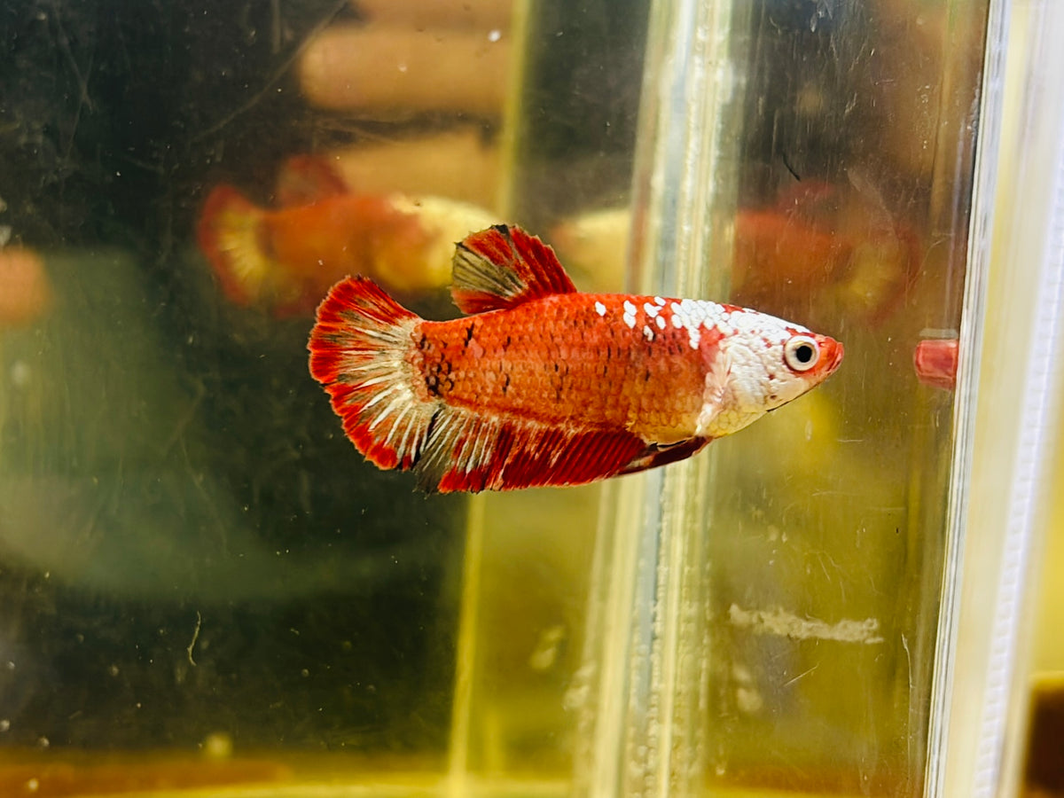 Red Samurai (Female) – Just Betta