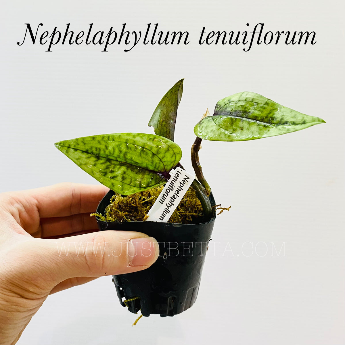 Nephelaphyllum tenuiflorum – Just Betta