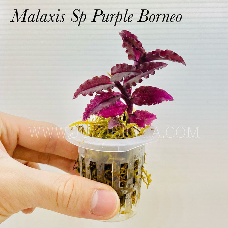 Malaxis sp purple – Just Betta