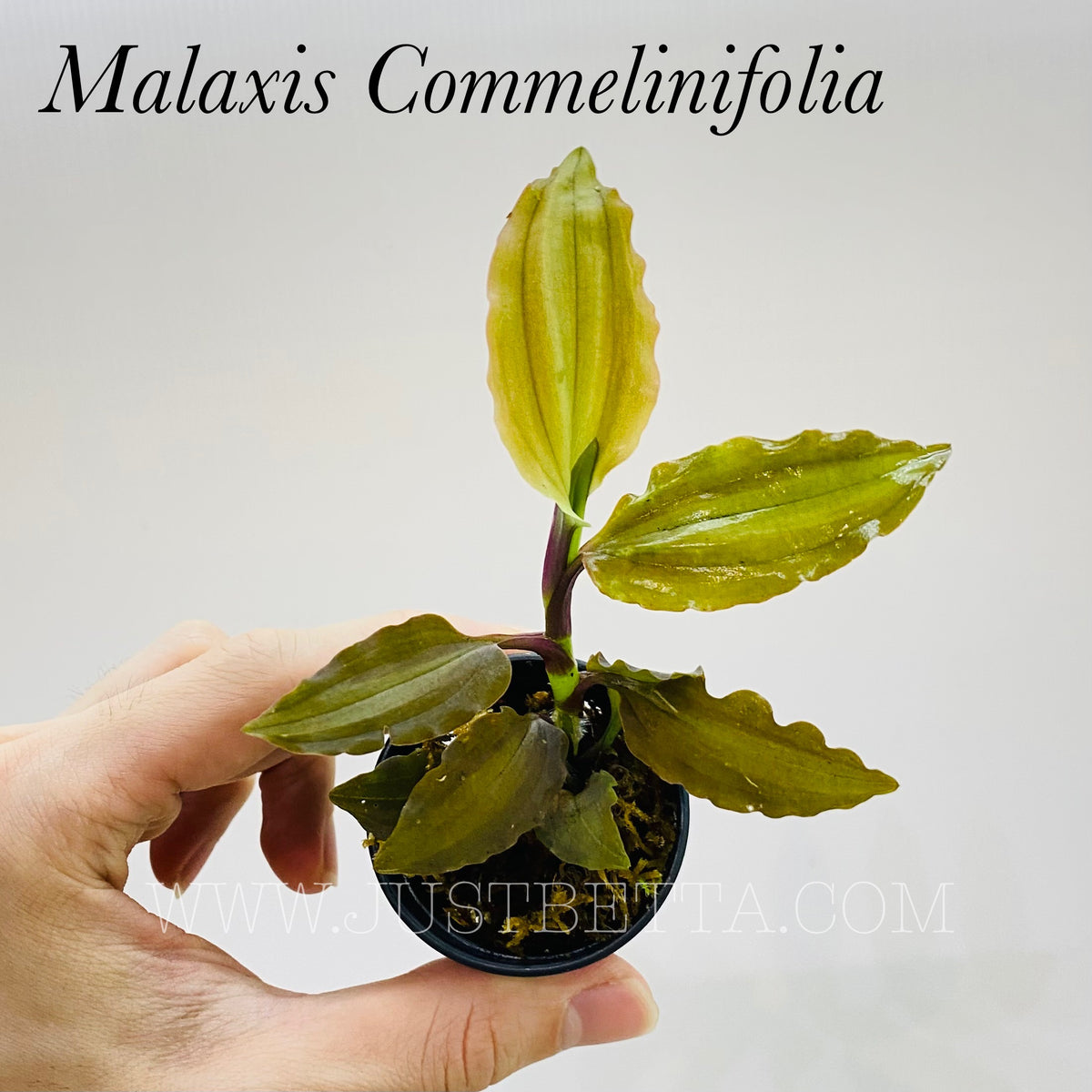 Malaxis commelinifolia – Just Betta