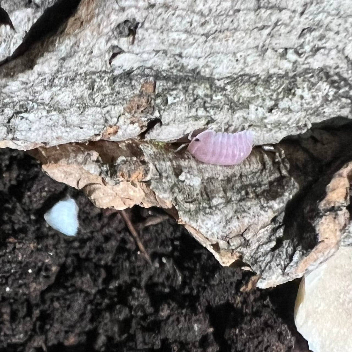 Cubaris sp. “Sakura” Isopod – Just Betta