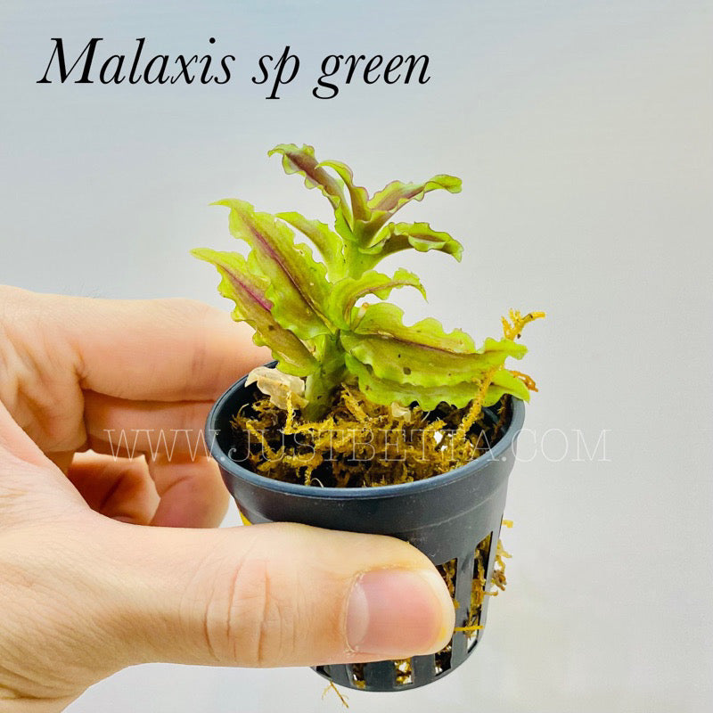 Malaxis sp green – Just Betta