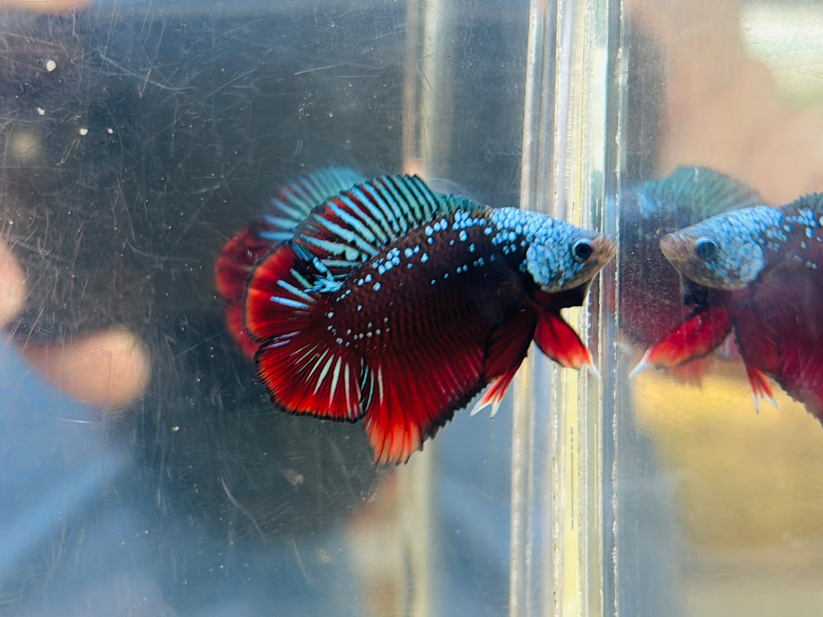 Rare! Headgear Vampire Doubletail Plakat DTPK Junior (Male) – Just Betta