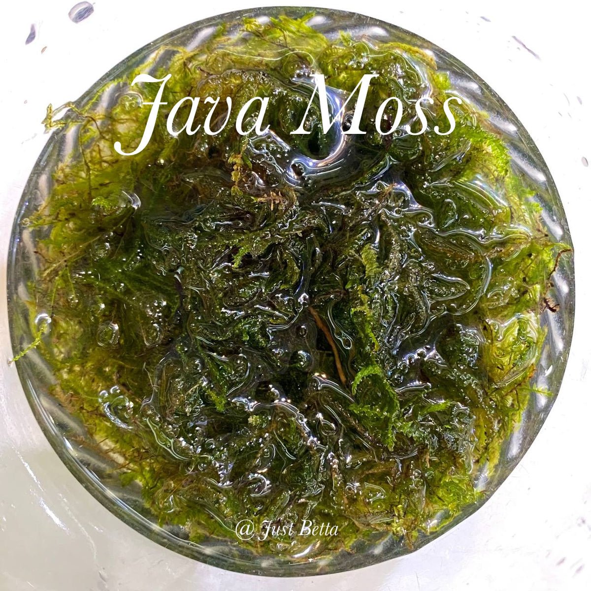 Java Moss - Aquatic Moss – Just Betta